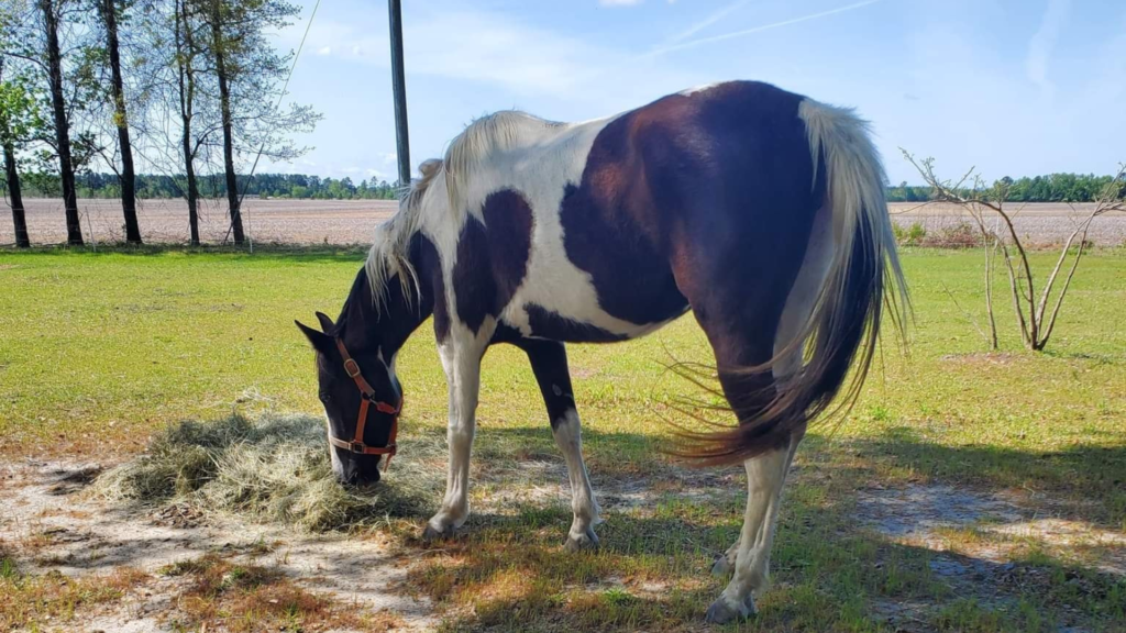Our Horses - Majestic Heart Stables